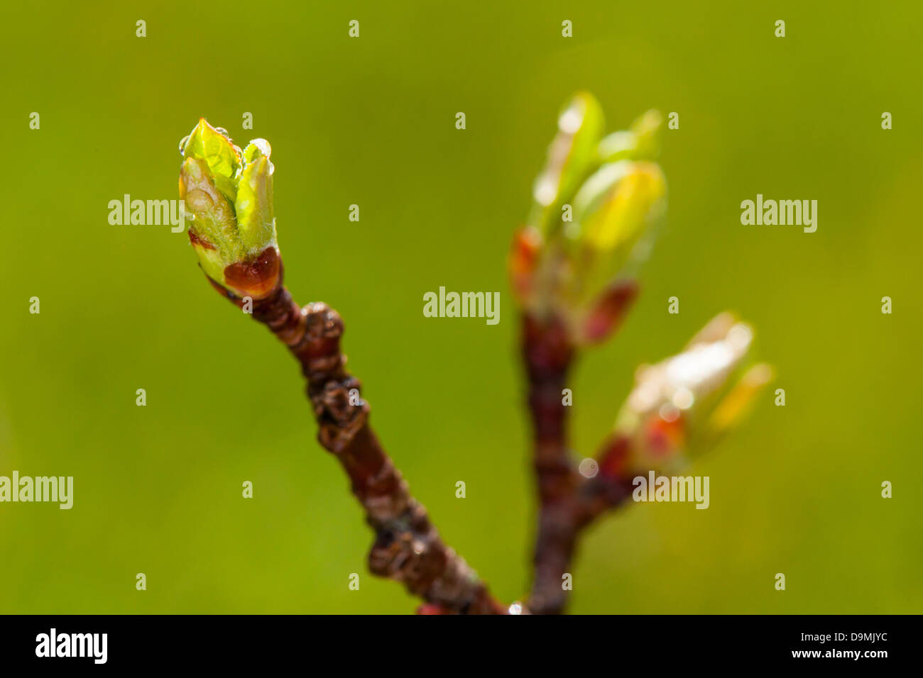 Tree leaf budding hi-res stock photography and images - Alamy