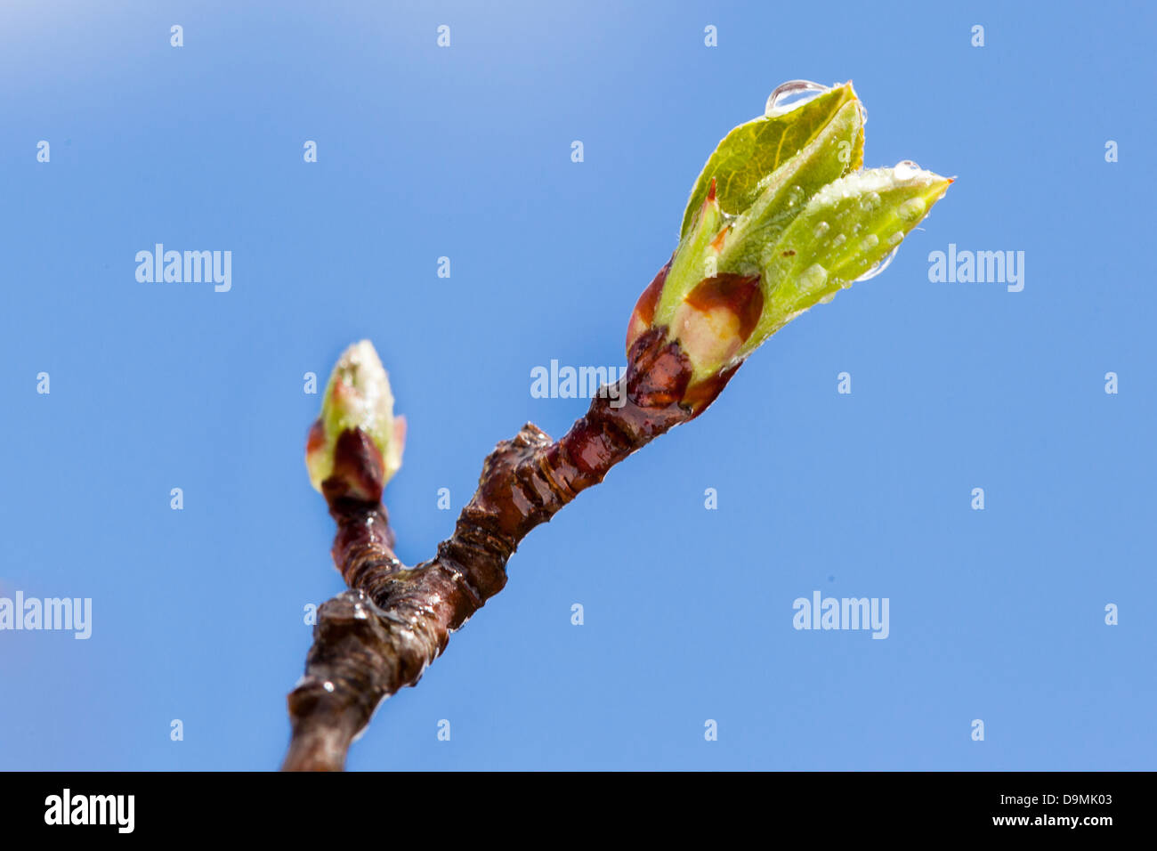 Tree leaf budding hi-res stock photography and images - Alamy