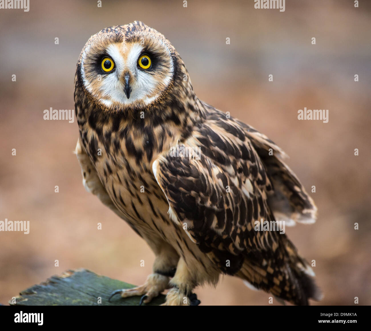 A portrait of a short eared owl on a spring day. Carolina Raptor Center ...