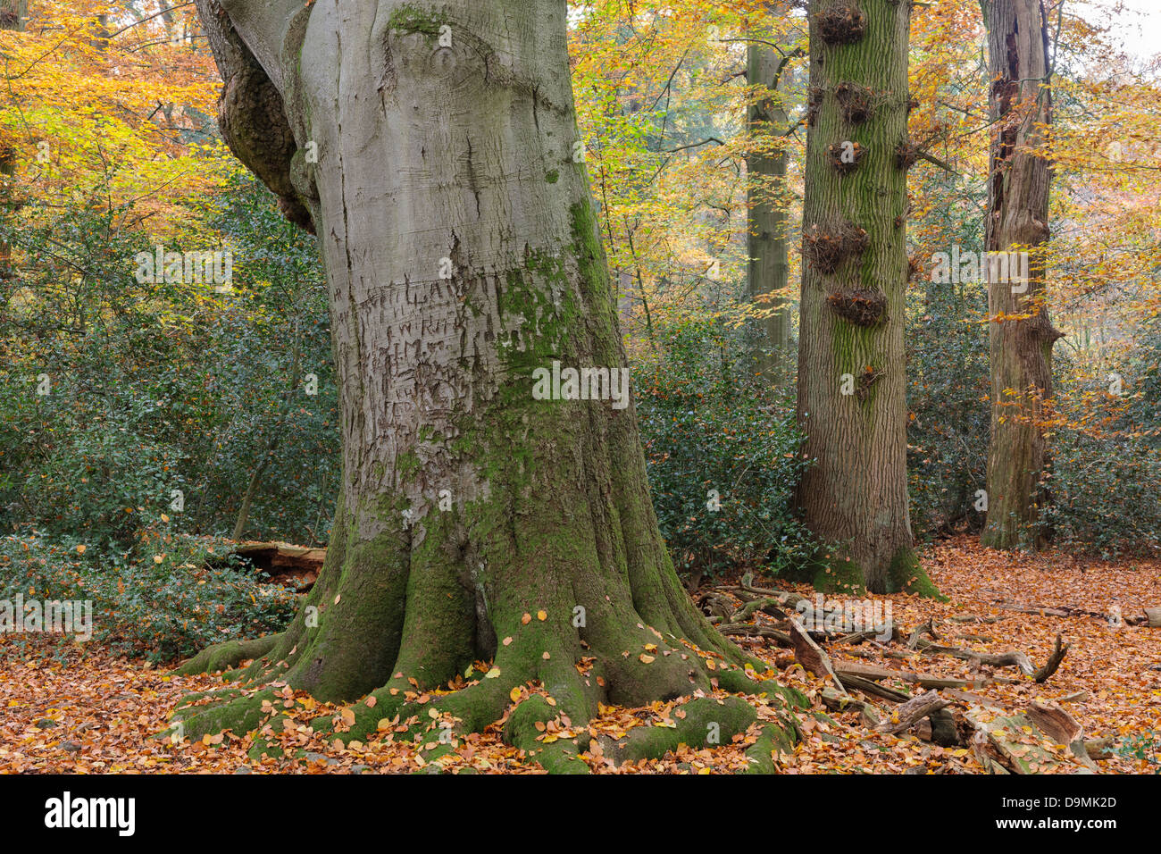 Buchenwald in the man's wood Stock Photo - Alamy