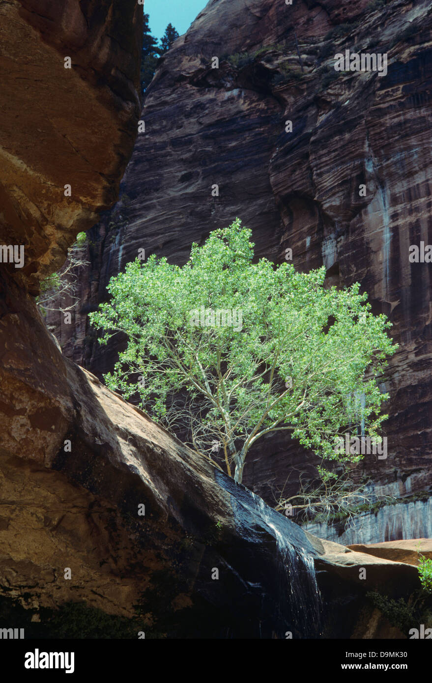 Lower Emerald Pool's Falls, Zion, UT 880620 012 Stock Photo - Alamy