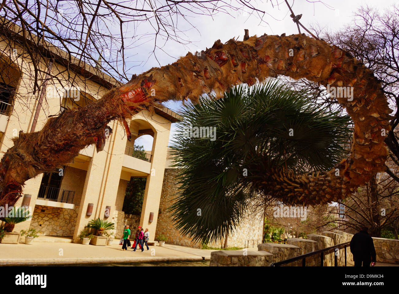 A twisted palm tree Stock Photo - Alamy