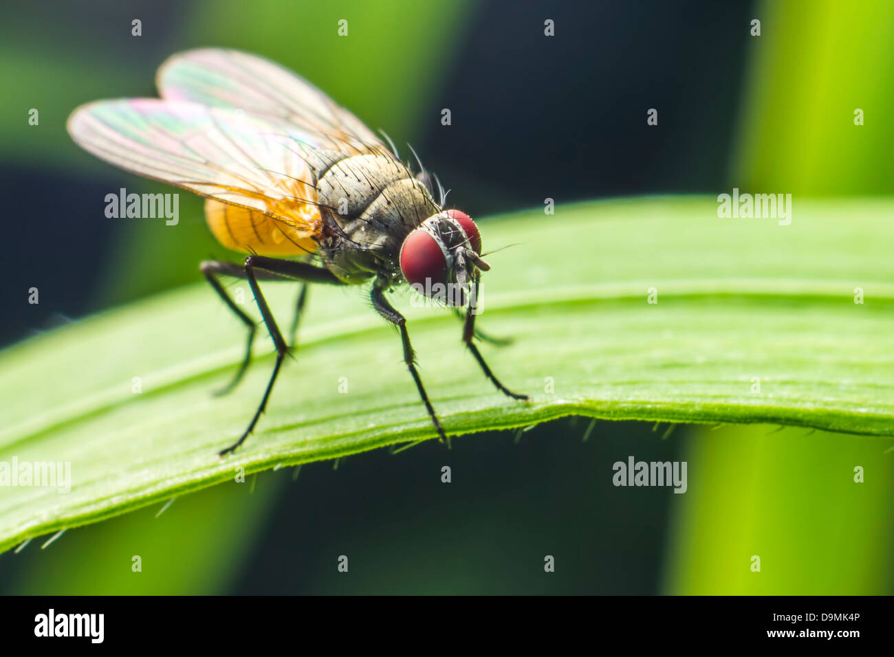 Portrait of a Fly Stock Photo - Alamy