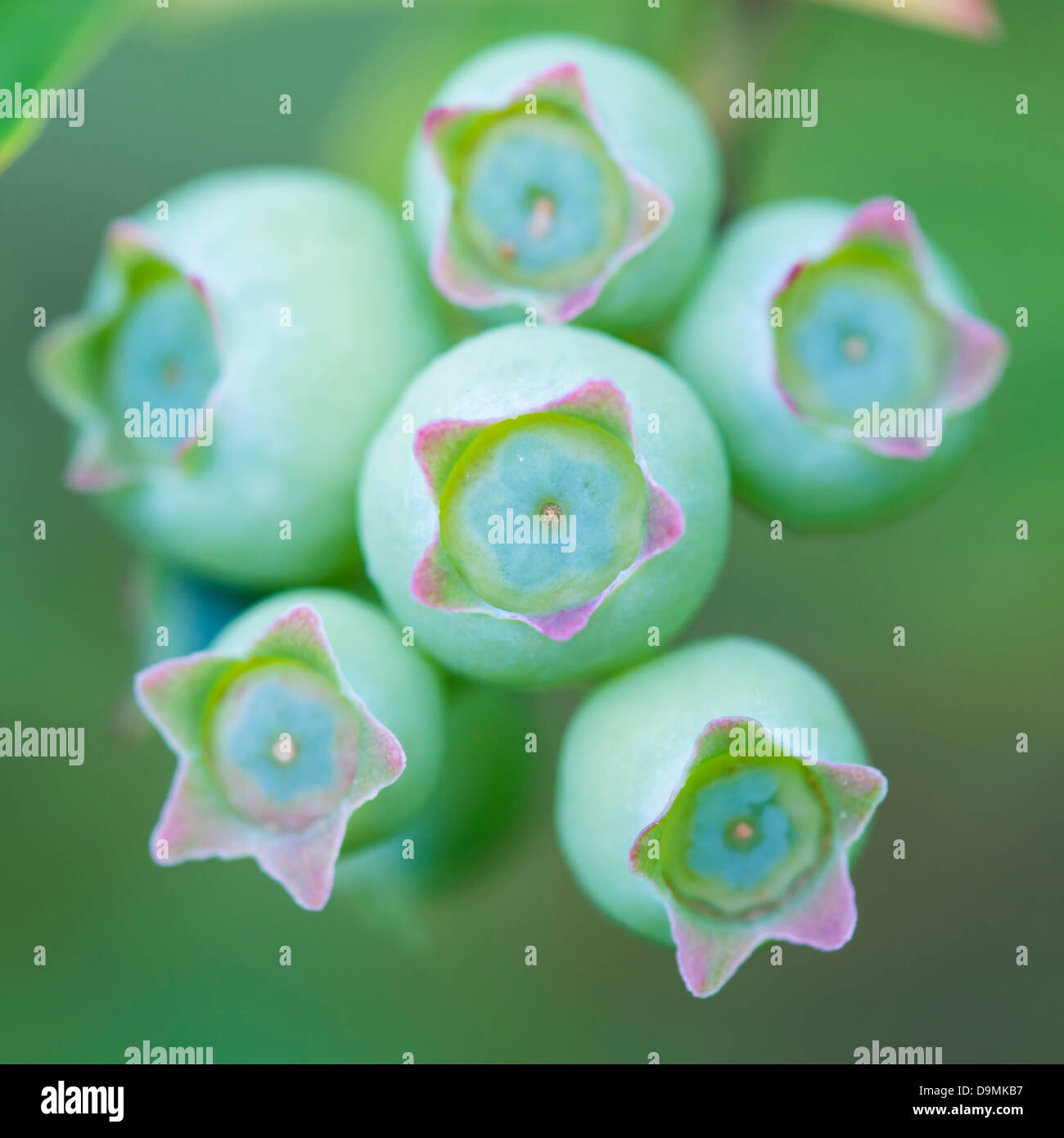 Maturing hi-res stock photography and images - Alamy