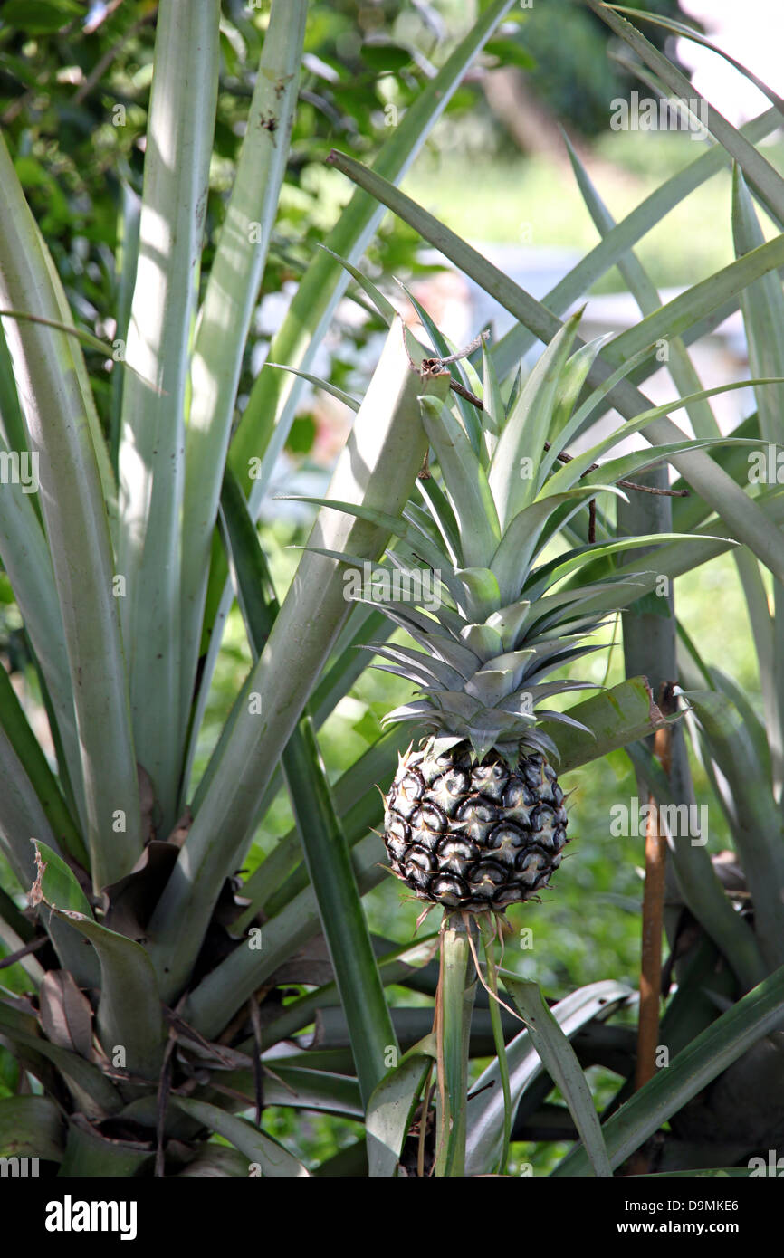 Pineapple tree hi-res stock photography and images - Alamy