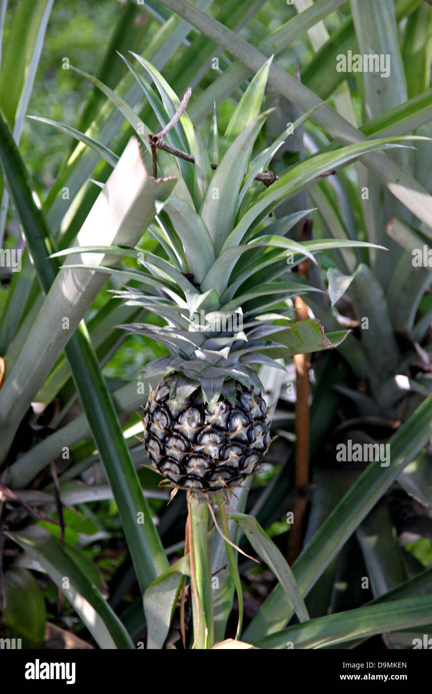 Pineapple tree hi-res stock photography and images - Alamy