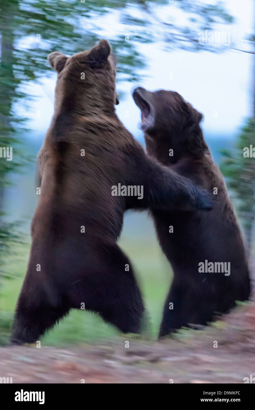 Bear fight hi-res stock photography and images - Alamy