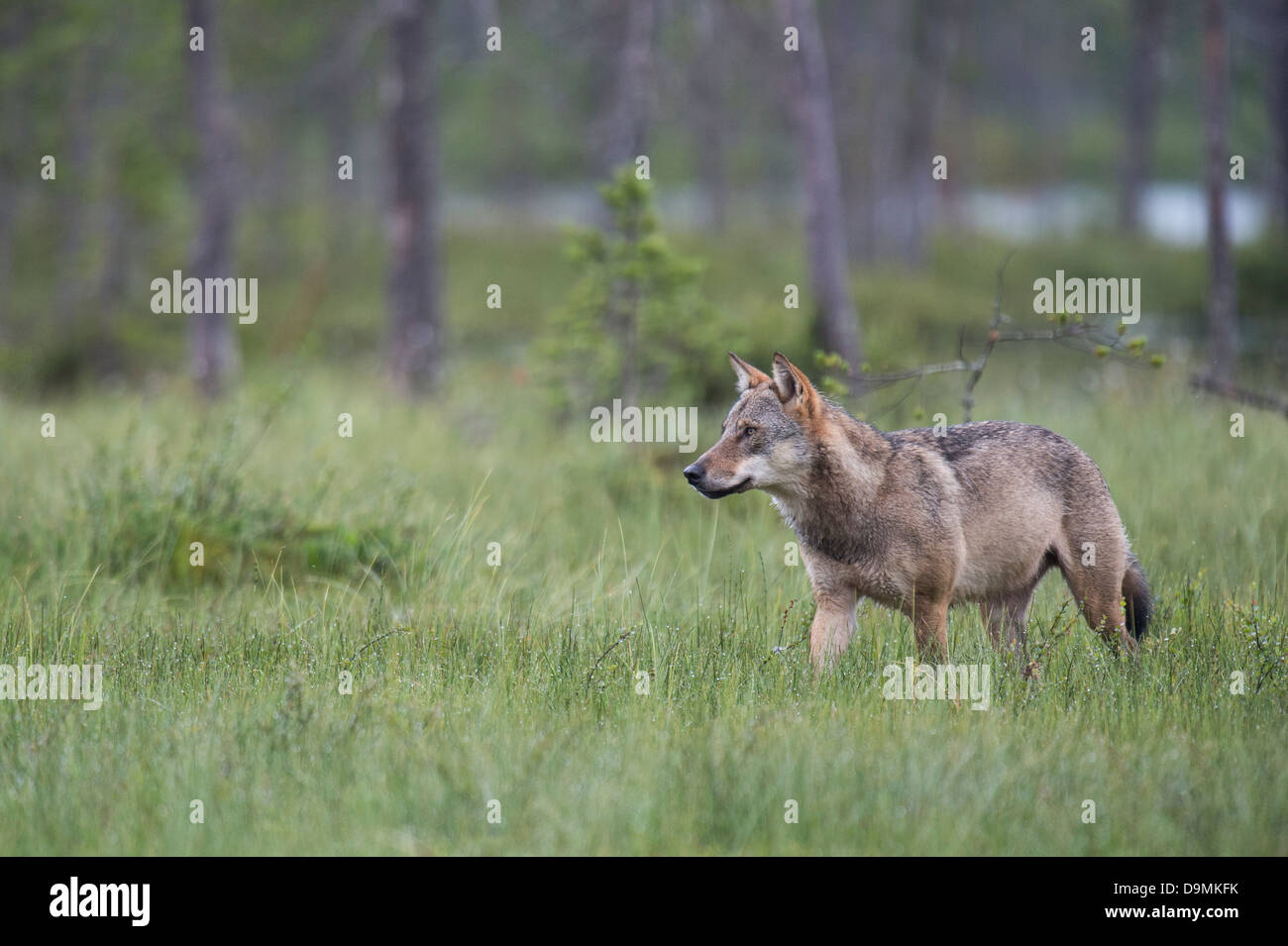 Free wolf hi-res stock photography and images - Alamy