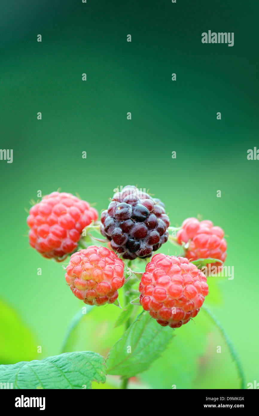 A closeup of a ripening black raspberry bush Stock Photo - Alamy
