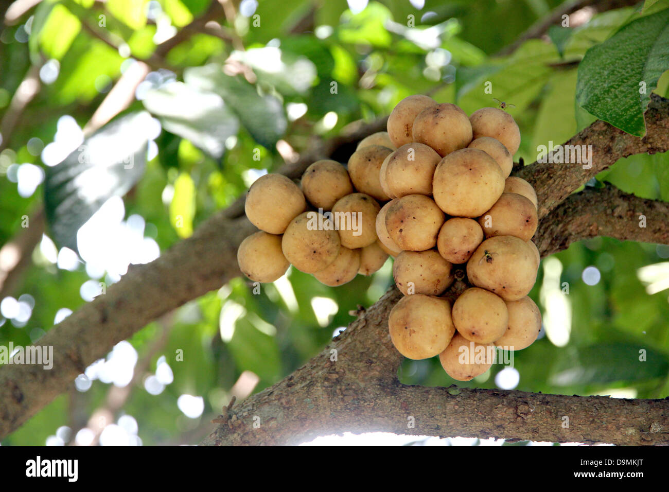 The Lansium fruit on tree, Lansium is domestic fruit in Thailand Stock ...