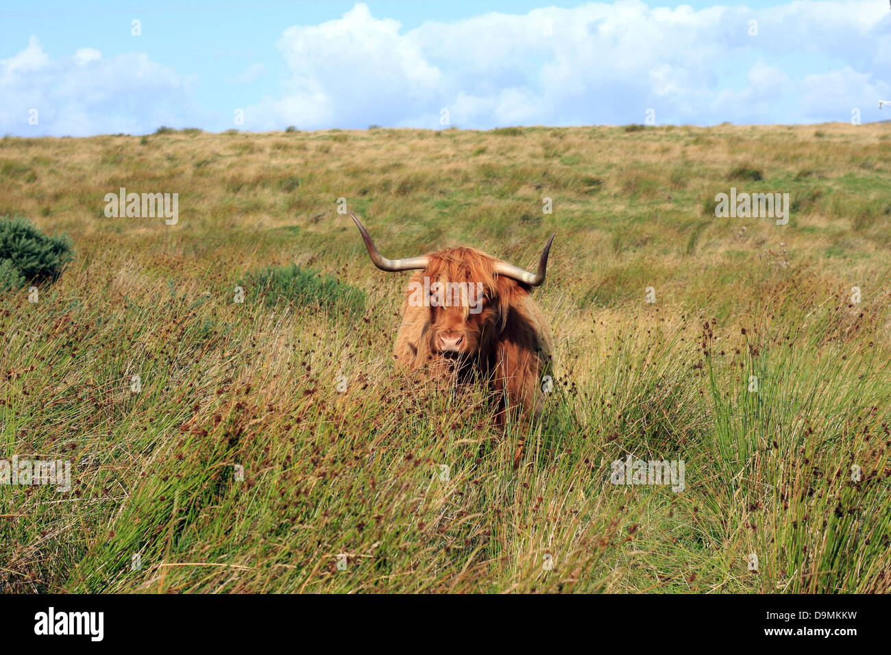 A red Highland in a field Stock Photo - Alamy
