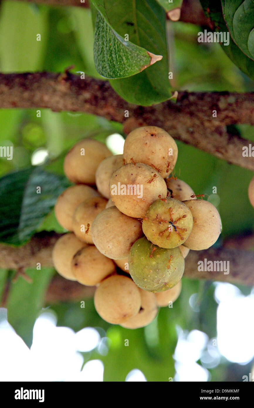 The Lansium fruit on tree, Lansium is domestic fruit in Thailand Stock ...