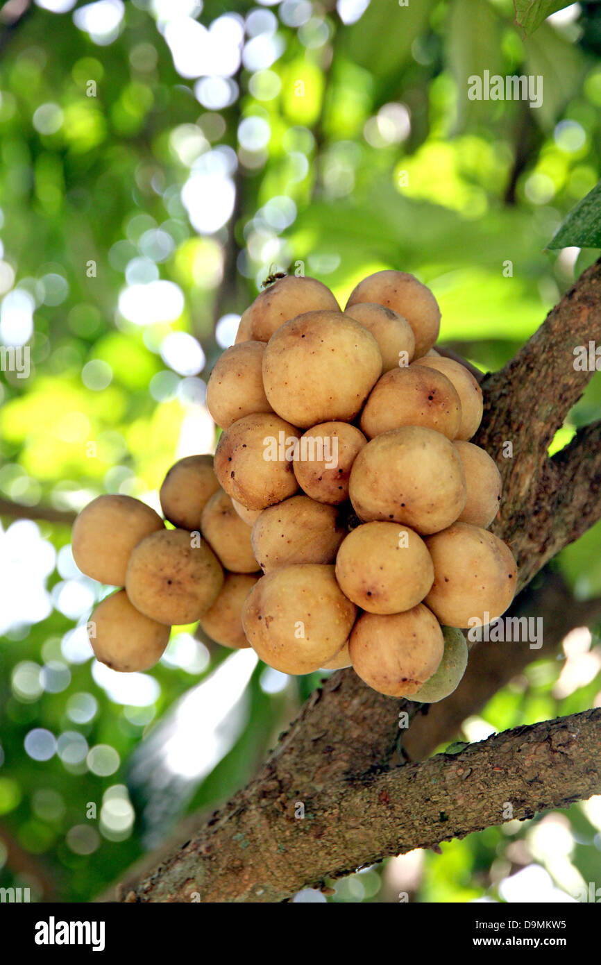 The Lansium fruit on tree, Lansium is domestic fruit in Thailand Stock ...