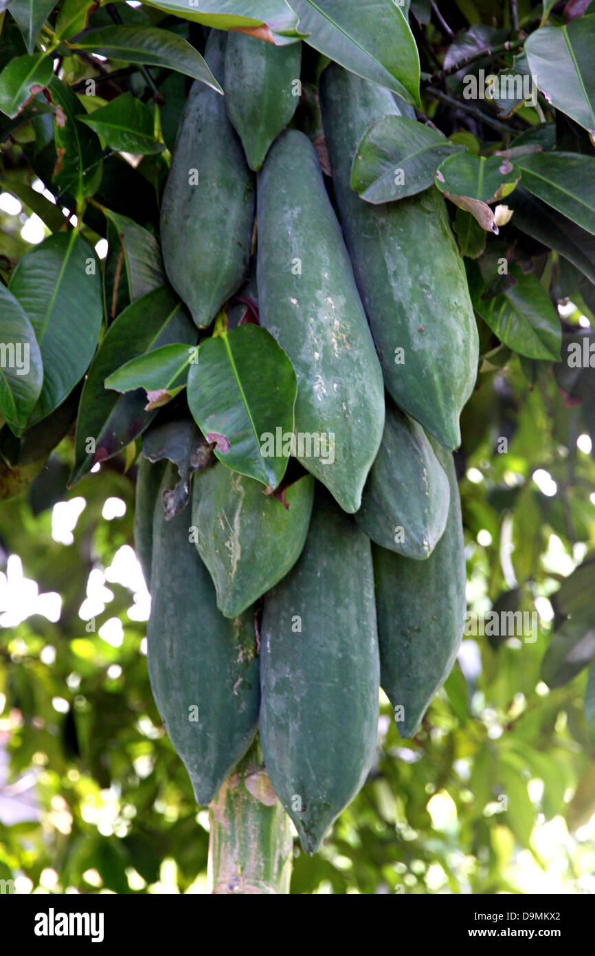 Grapes papaya hi-res stock photography and images - Alamy