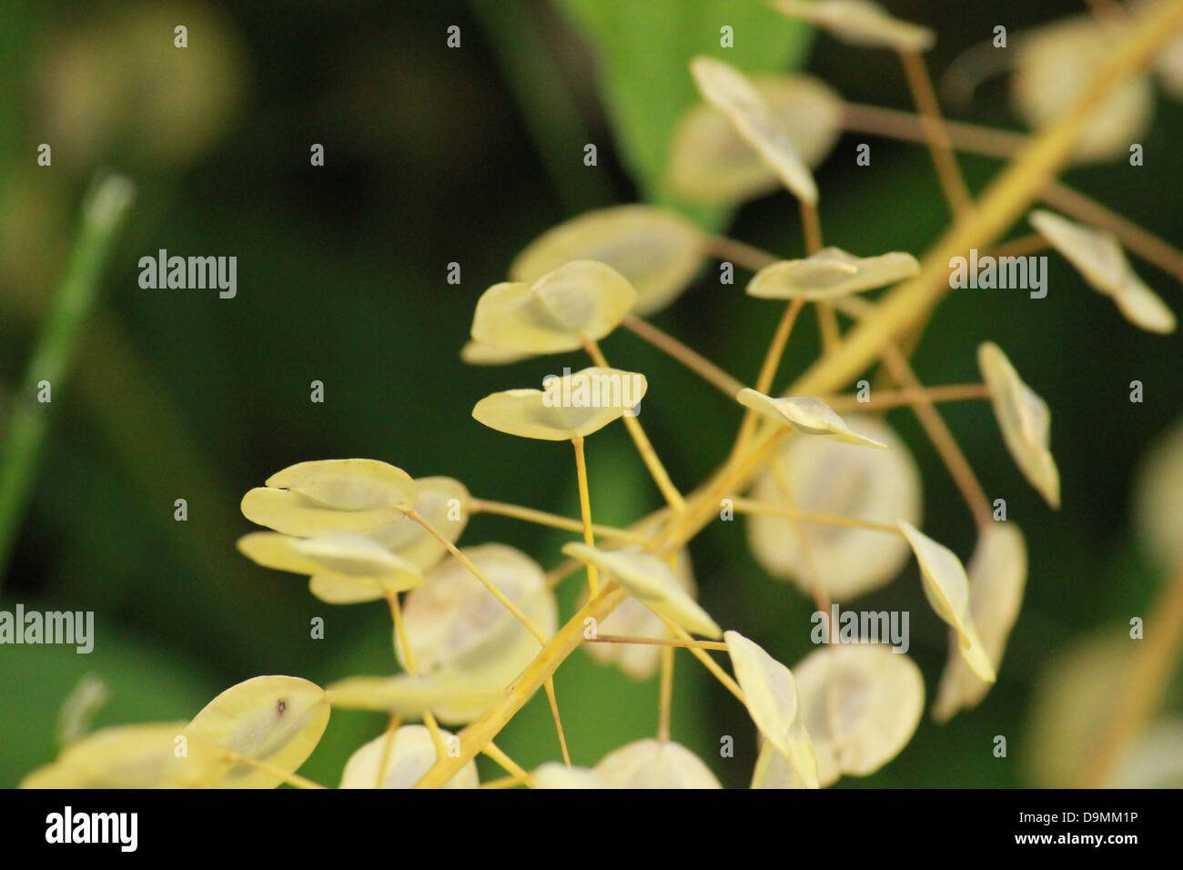 Seed bearing plant hi-res stock photography and images - Alamy