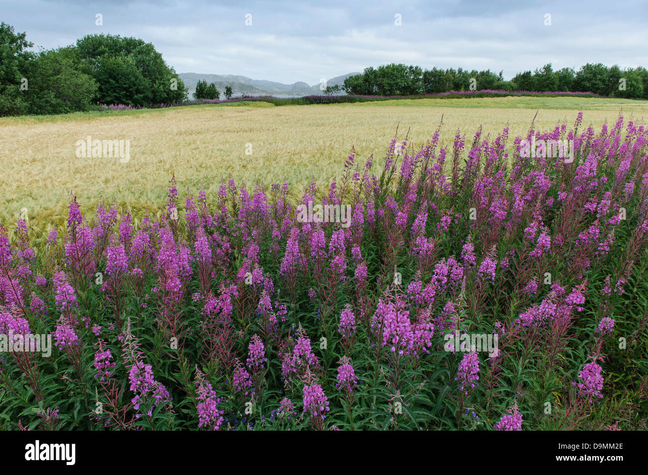 Little pasture roses in Norway Flower Epilobium grain-field Lauvsnes ...