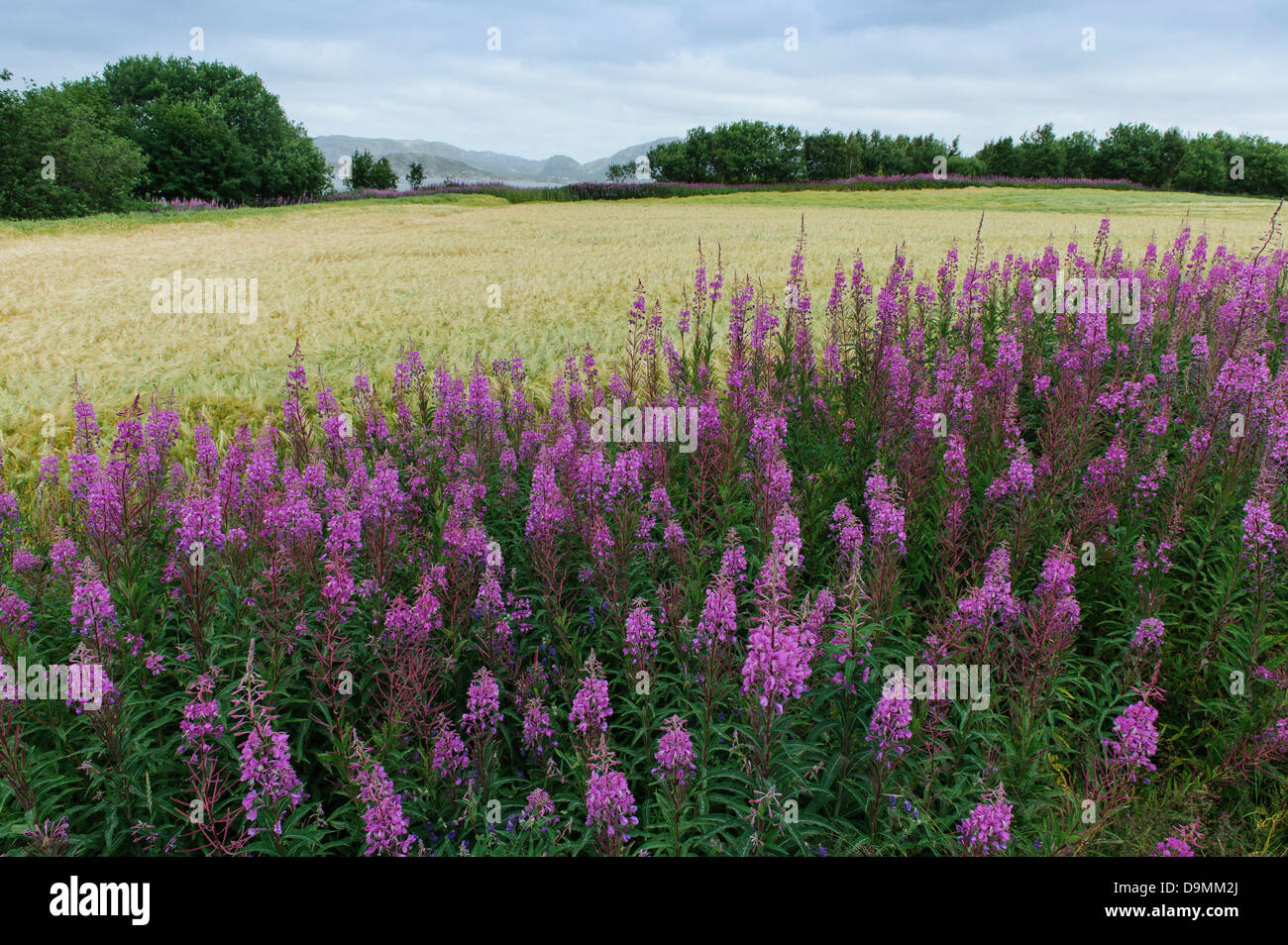 Little pasture roses hi-res stock photography and images - Alamy