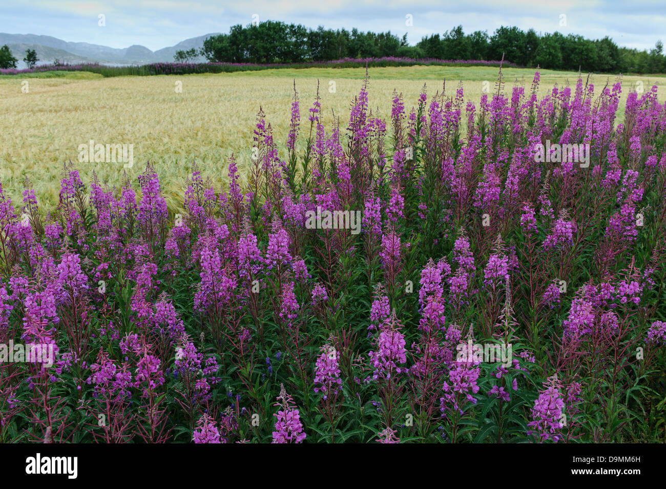 Little pasture roses hi-res stock photography and images - Alamy