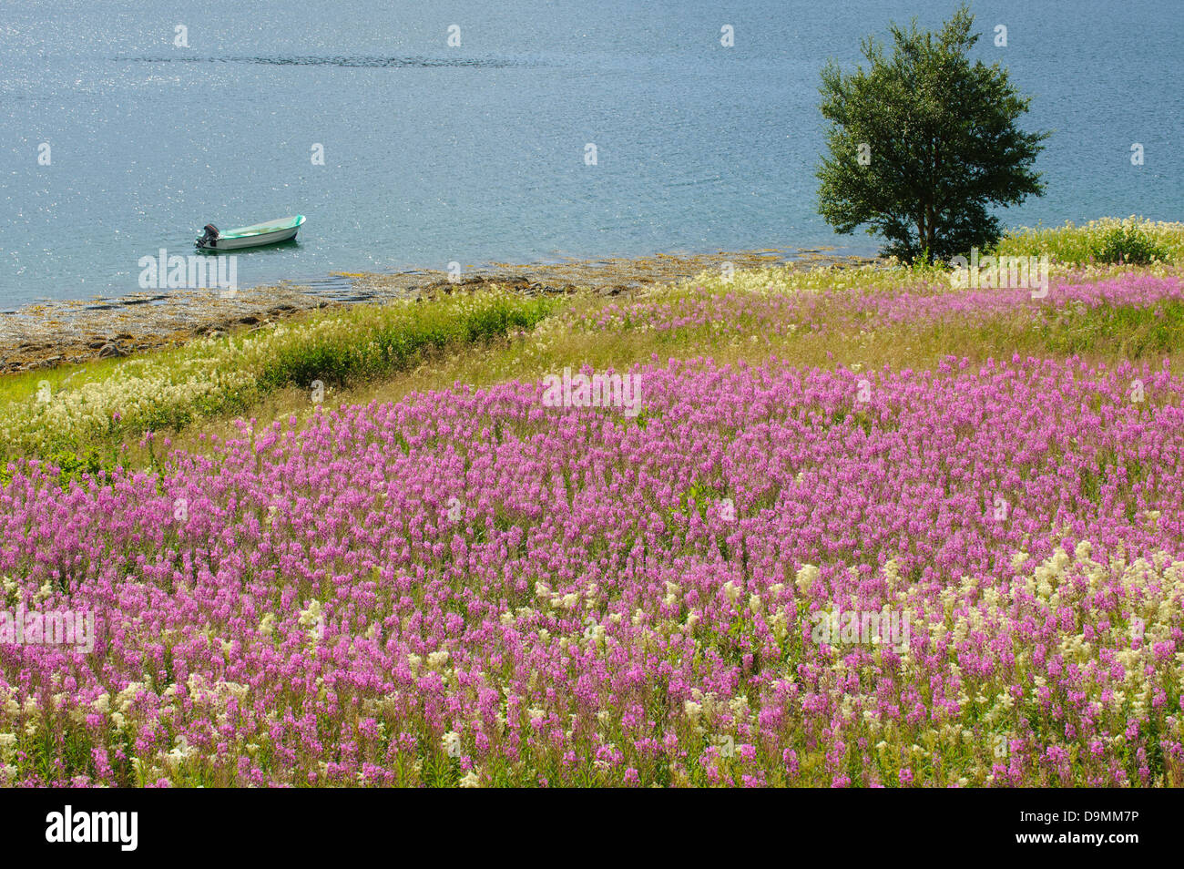 Little pasture roses hi-res stock photography and images - Alamy