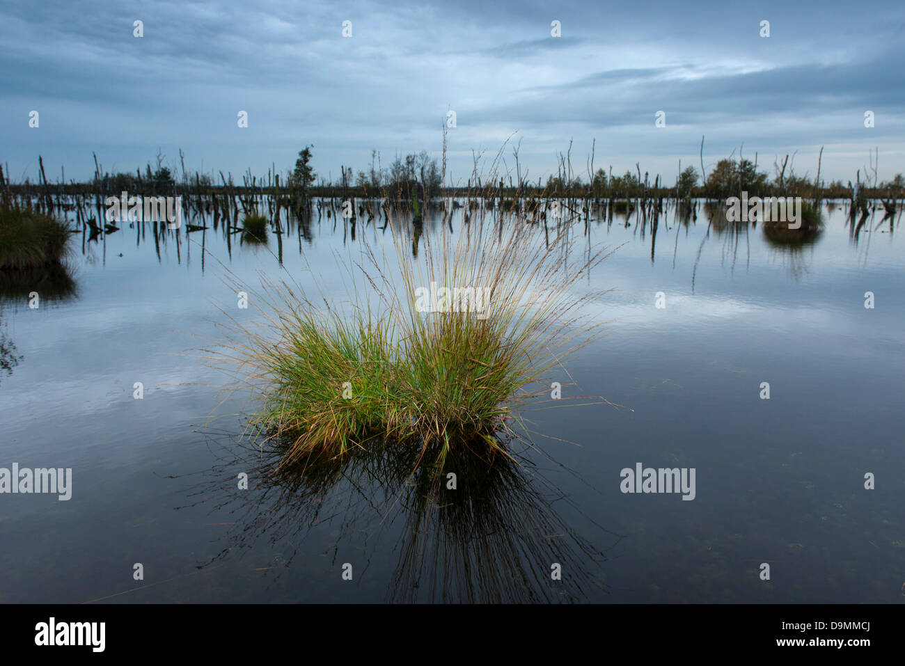 Birch Germany Goldenstedter moor Lower Saxony marsh width ...