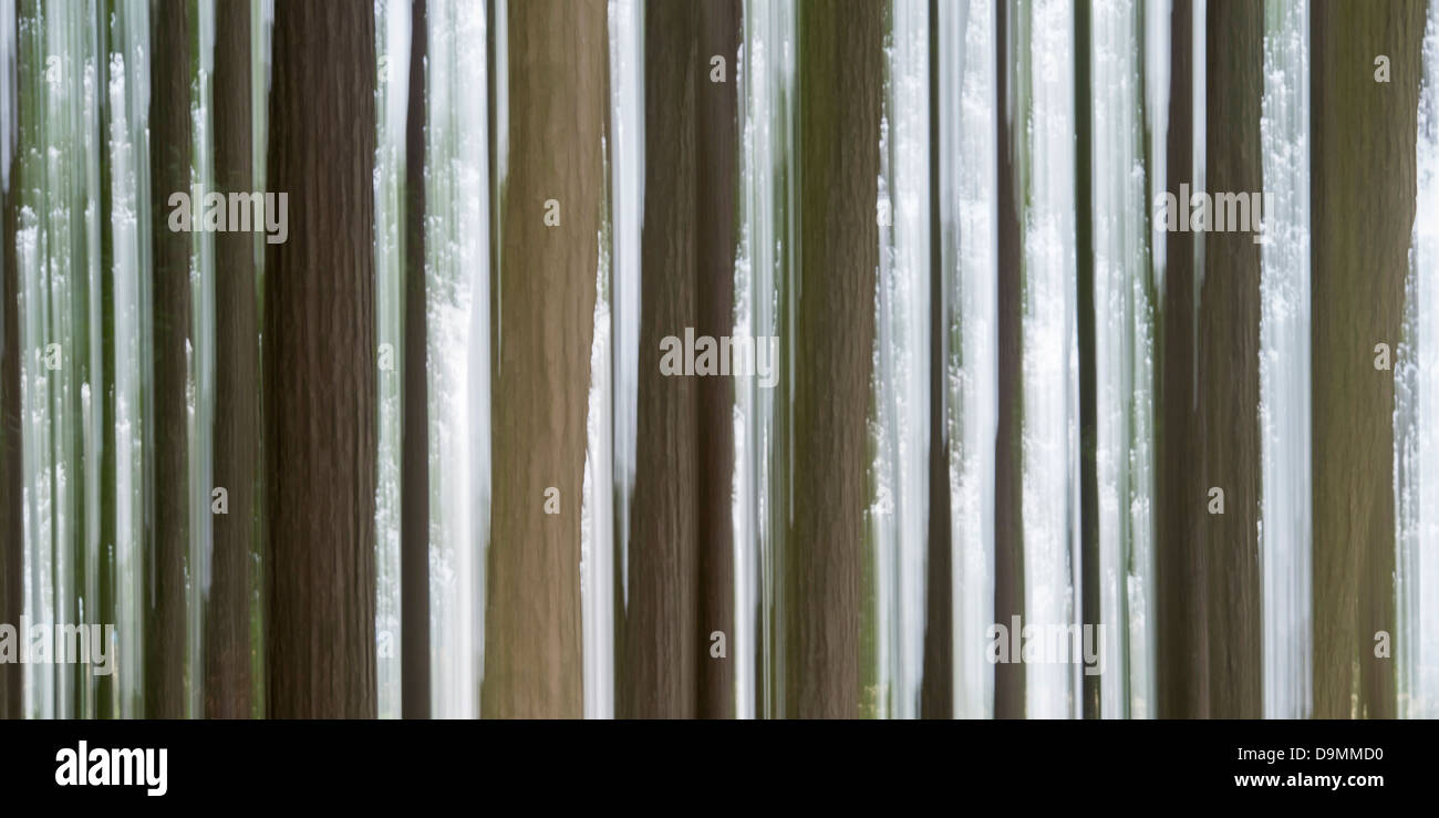 Tree trees hi-res stock photography and images - Alamy