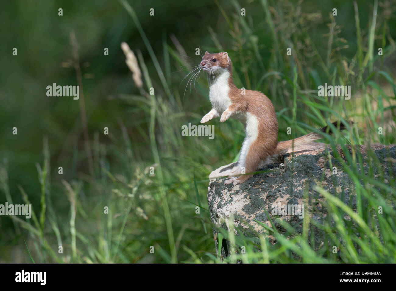 weasel ermine short tail weasel marten Mustela erminea fur predator ...