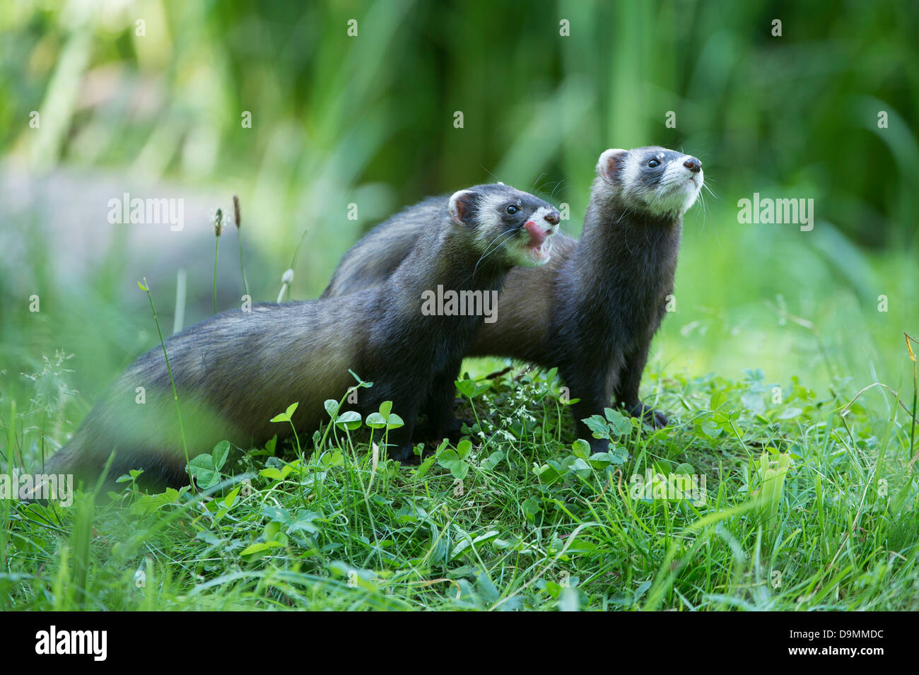 European polecat fur polecat marten Mustela putorius predator two Stock ...