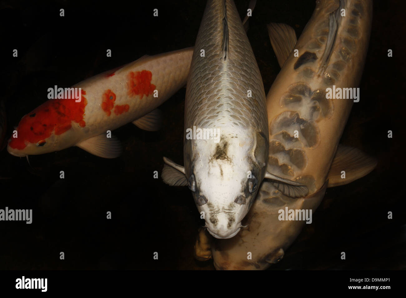 Koi carp fish hi-res stock photography and images - Alamy