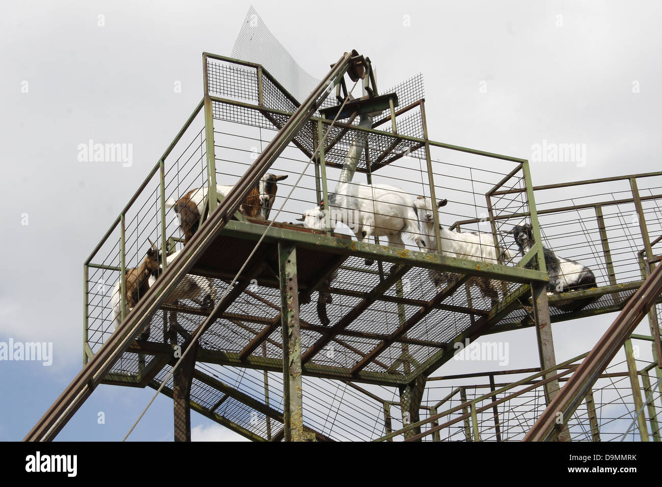White mountain goat hi-res stock photography and images - Alamy