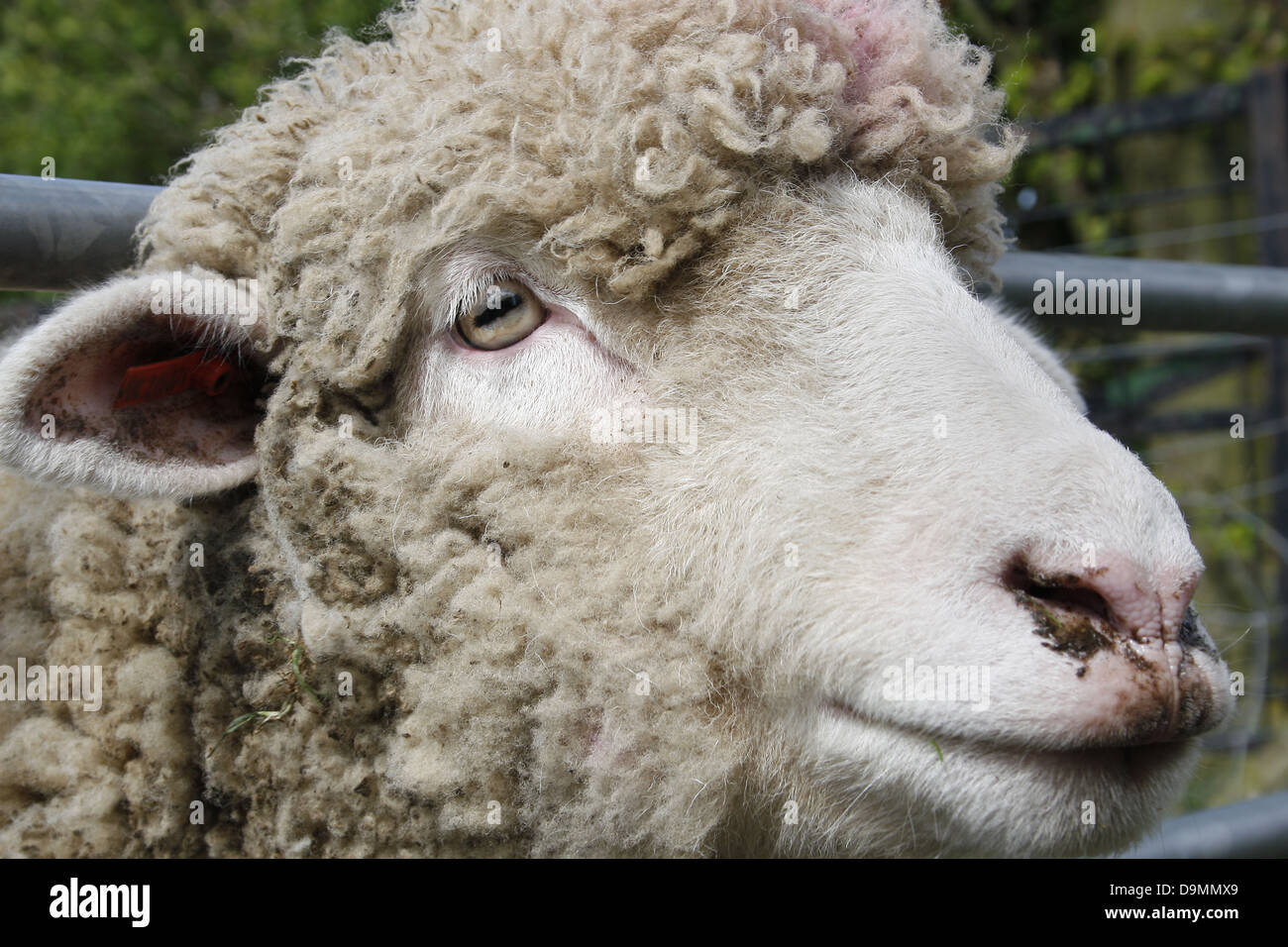 common sheep with head through fence. Ovis Aries White Post Farm ...