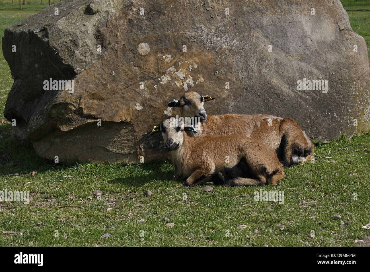 goats resting against large rock Capra aegagrus hircus White Post Farm ...