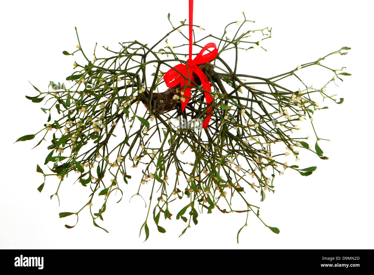 Sprig of mistletoe Stock Photo - Alamy