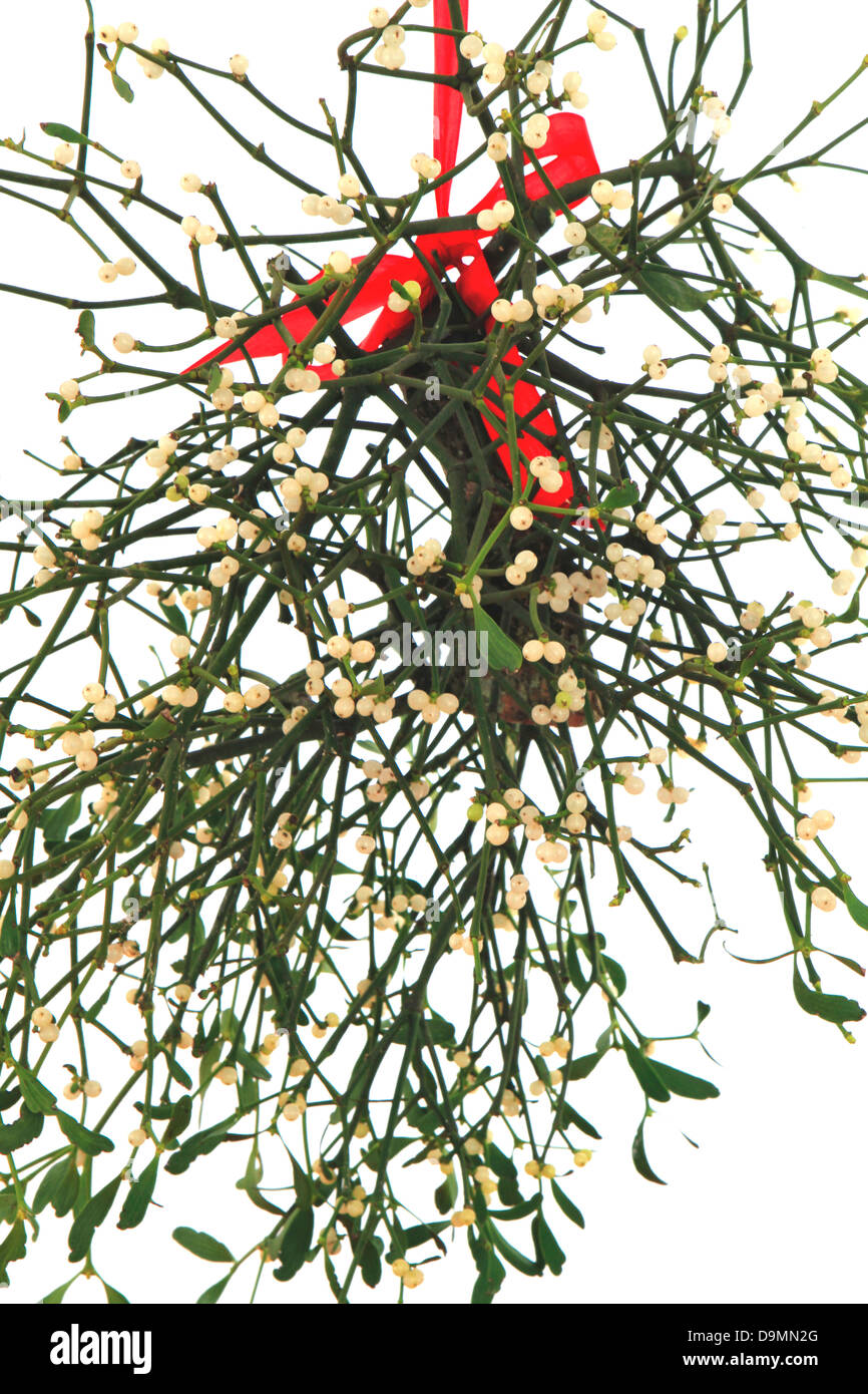 Sprig of mistletoe hi-res stock photography and images - Alamy
