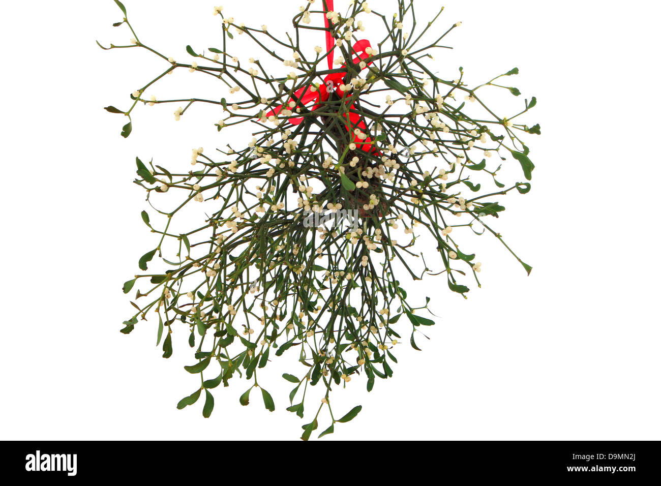 Sprig of mistletoe hi-res stock photography and images - Alamy