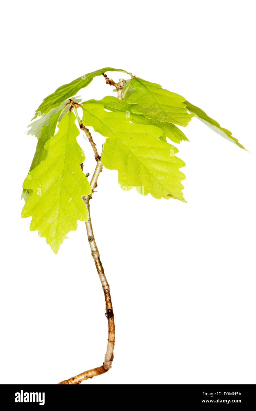 Small oak tree, isolated on white Stock Photo - Alamy