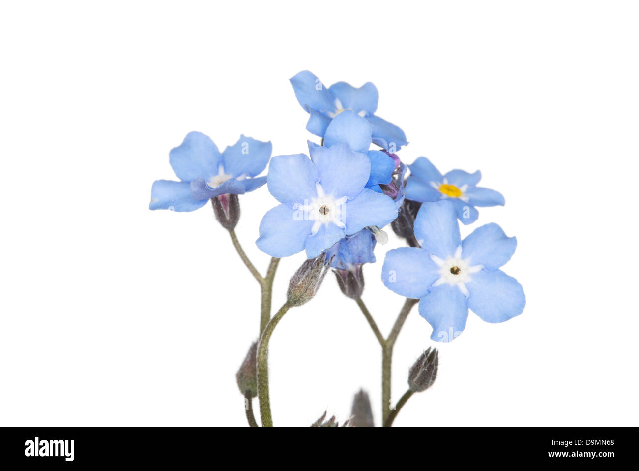 Forget-me-not close up Stock Photo - Alamy