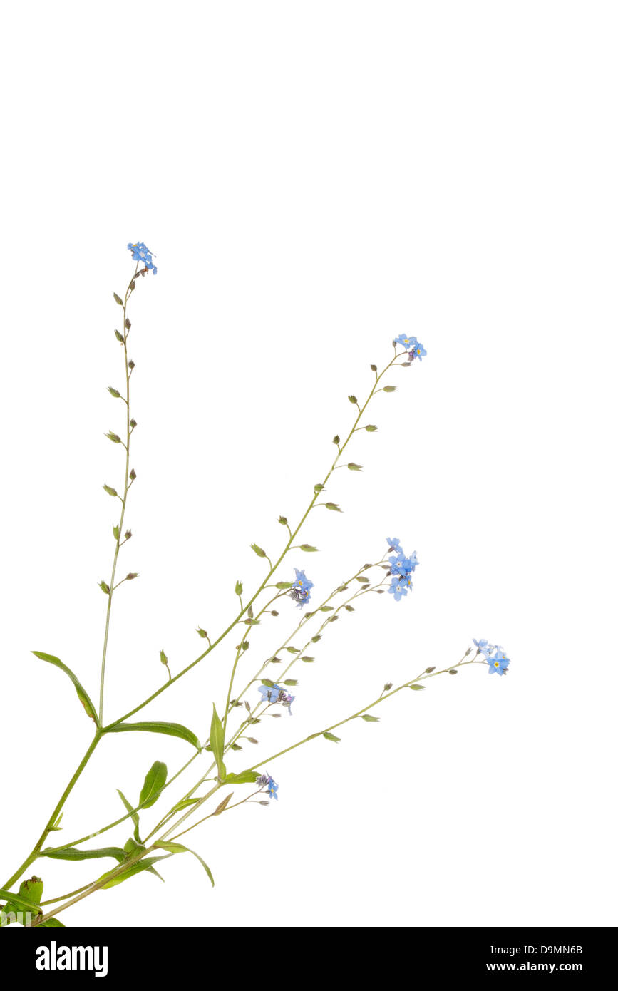 Forget-me-not close up Stock Photo - Alamy