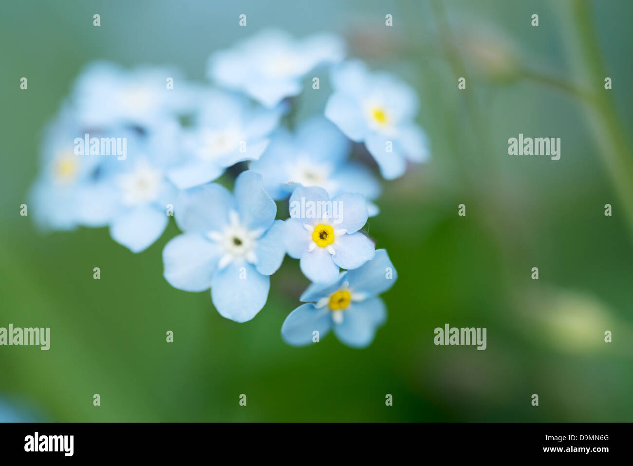 Forget-me-not close up Stock Photo - Alamy