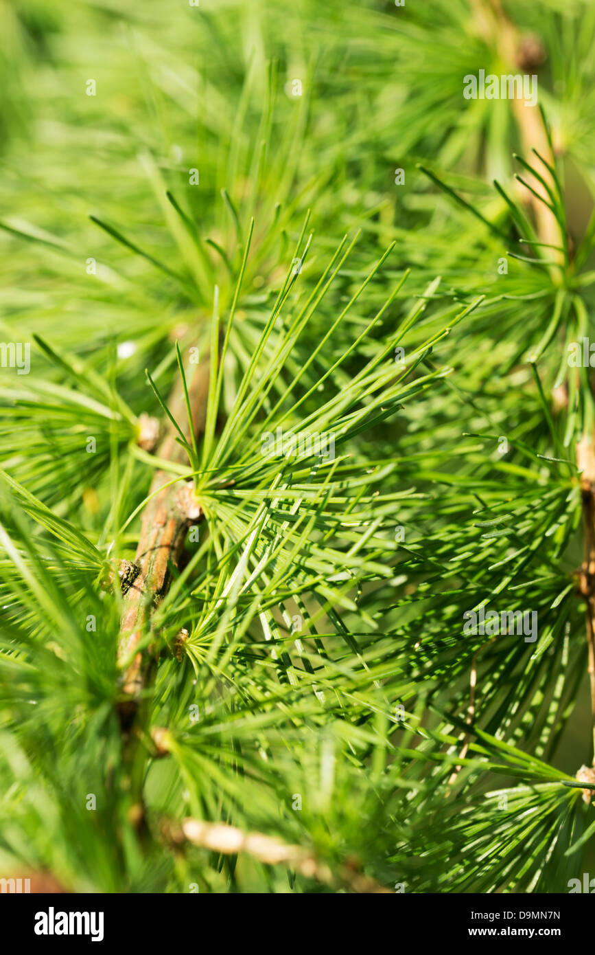 Of larch close hi-res stock photography and images - Alamy