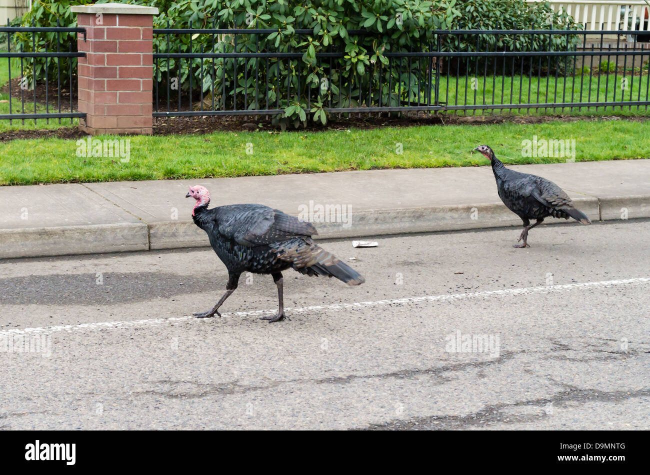 Portland wildlife hi-res stock photography and images - Alamy
