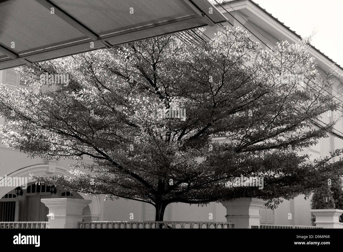 Large tree in front of an urban building in Old Town Phuket Stock Photo ...