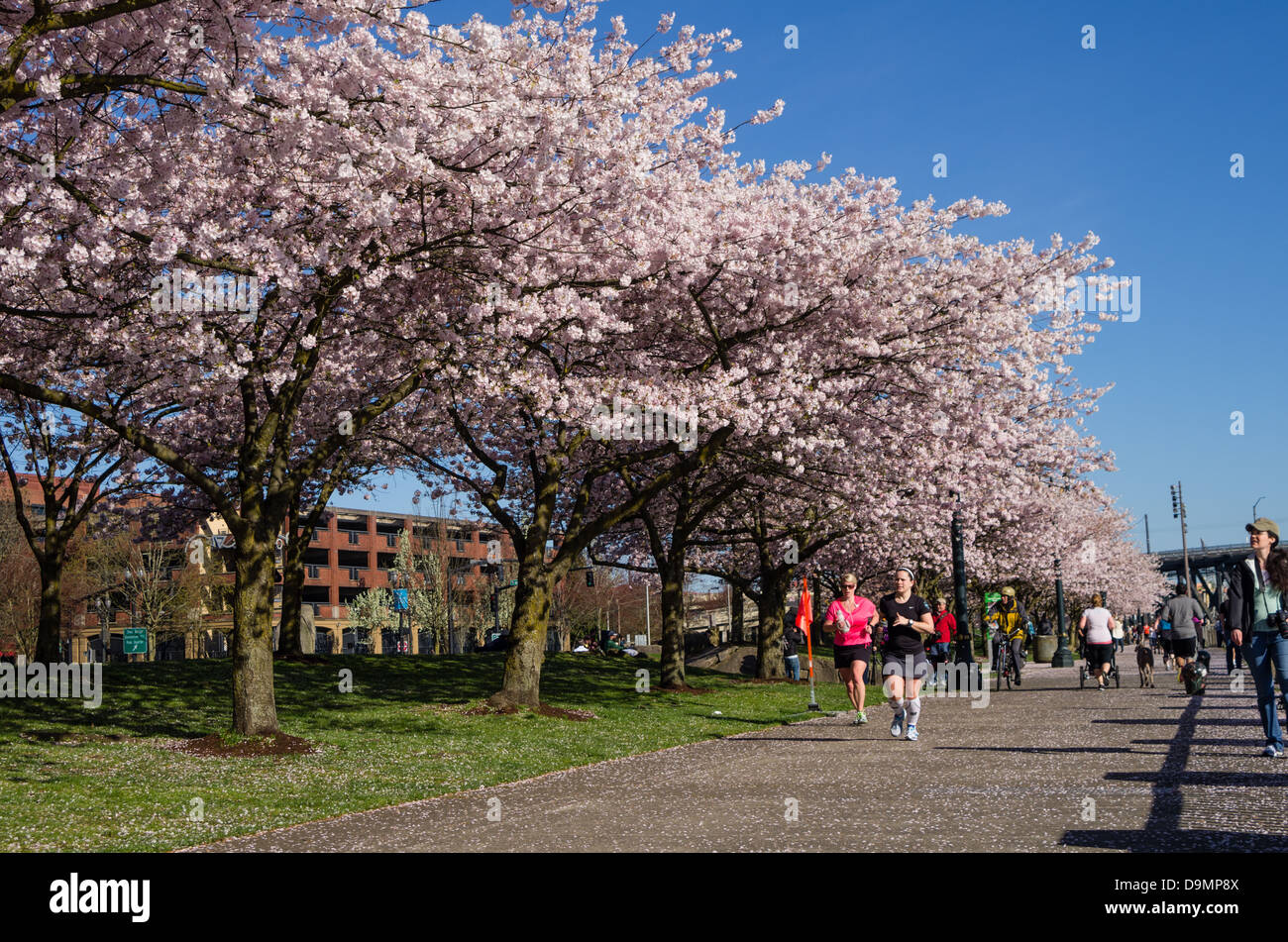 Portland Oregon United States. Pink Cheery blossoms decorate a ...