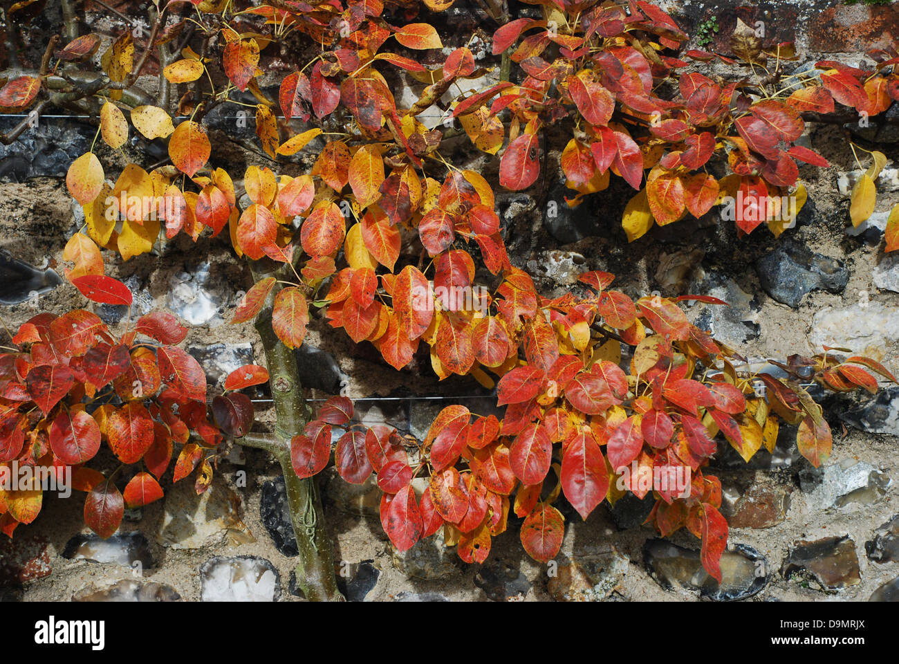 Wall pear tree hi-res stock photography and images - Alamy