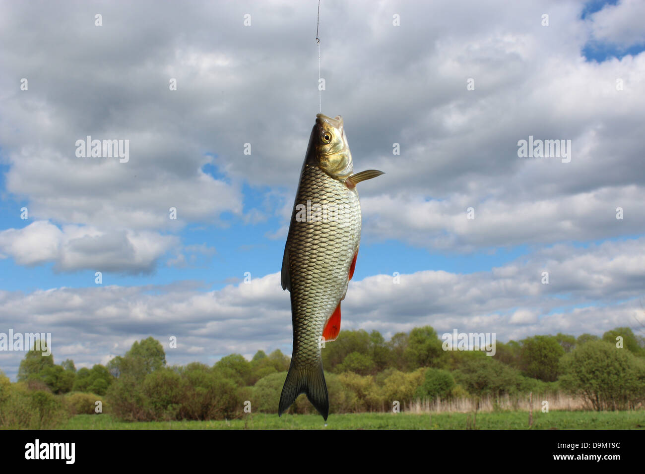 Chub fish hi-res stock photography and images - Alamy