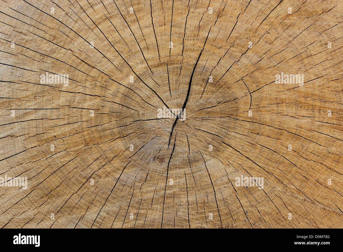 Pattern of dark wooden on a cut of the tree Stock Photo - Alamy