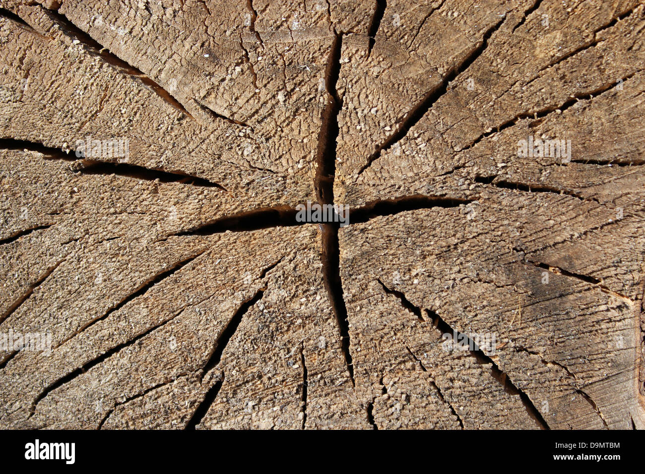 Tree cut board hi-res stock photography and images - Alamy