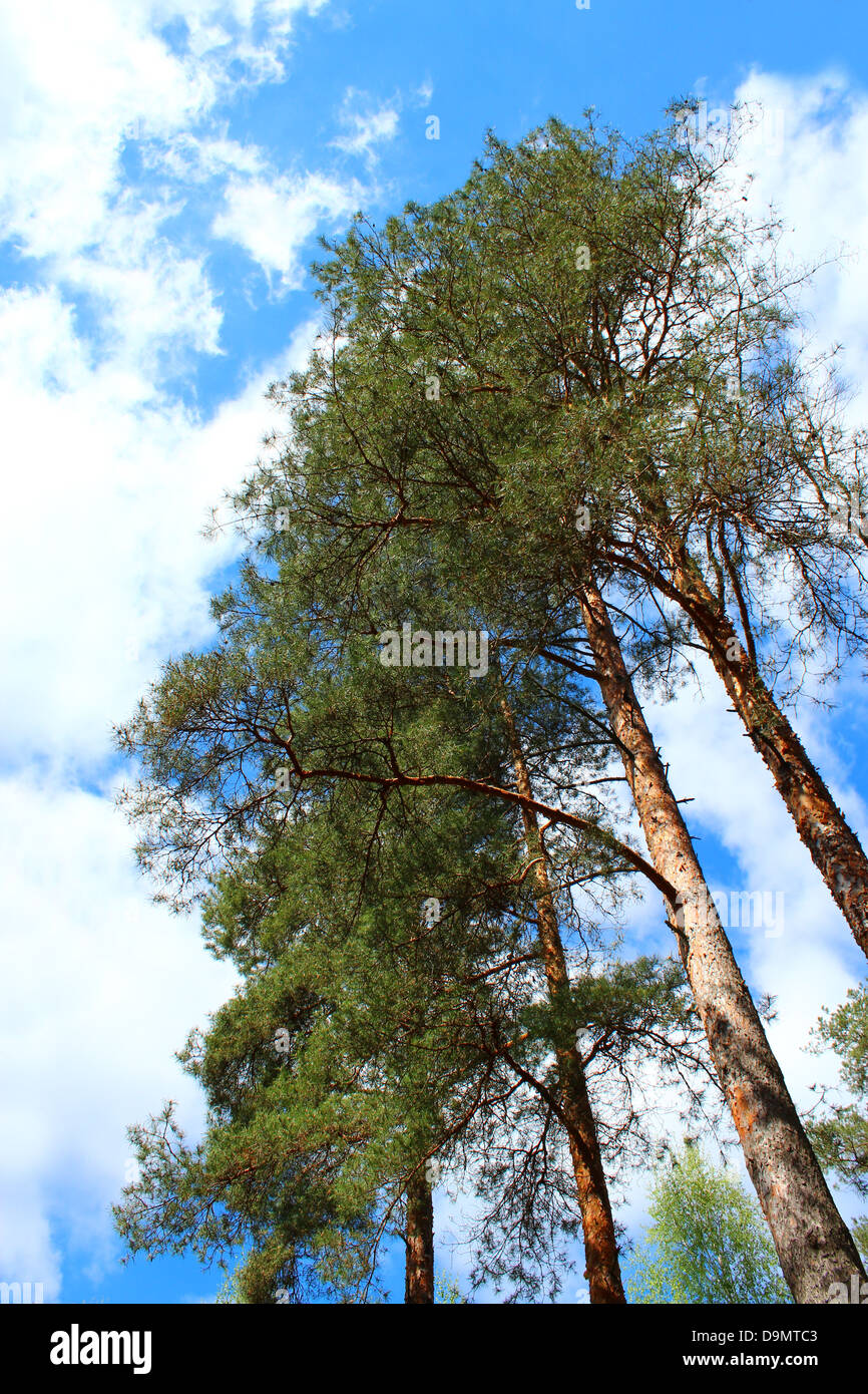 Crone forest picture hi-res stock photography and images - Alamy