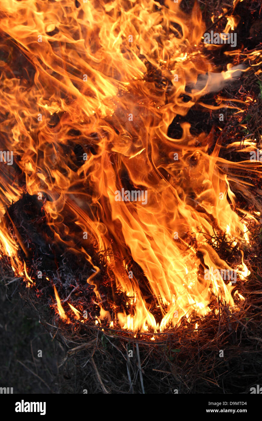 body of flame inflaming in a forest Stock Photo - Alamy