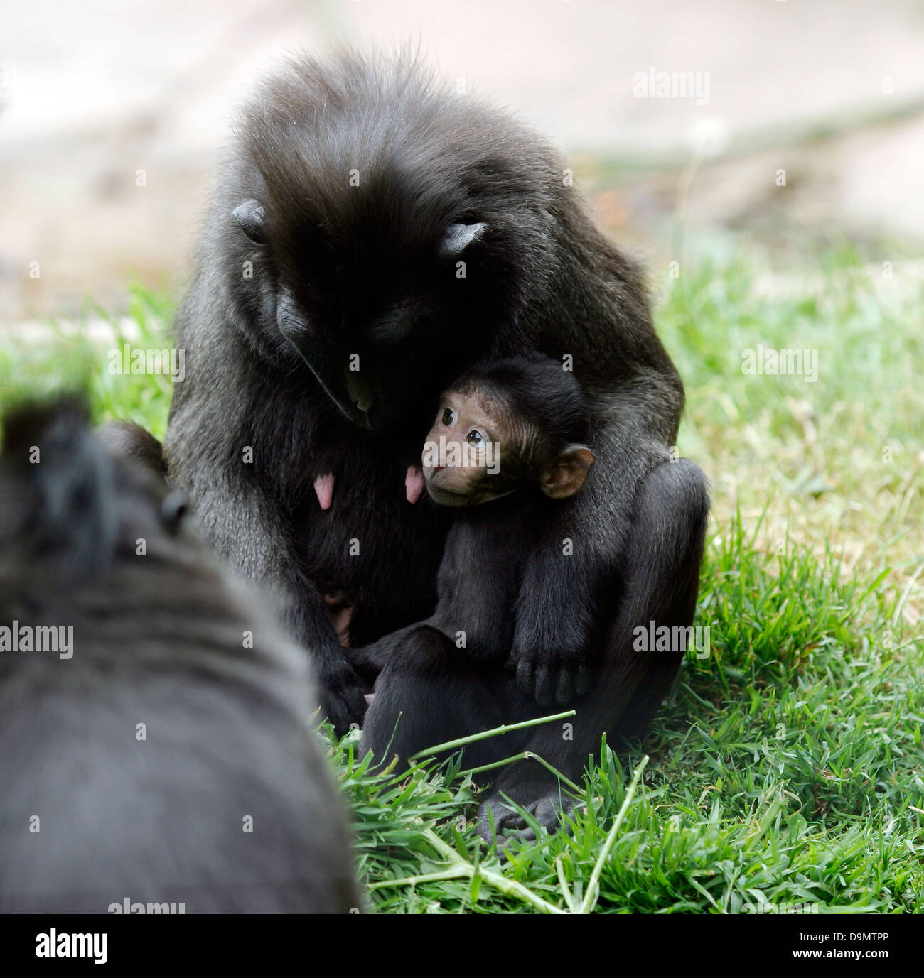 Macaque, mother and child Macaque mother and child sulawesi crested ...