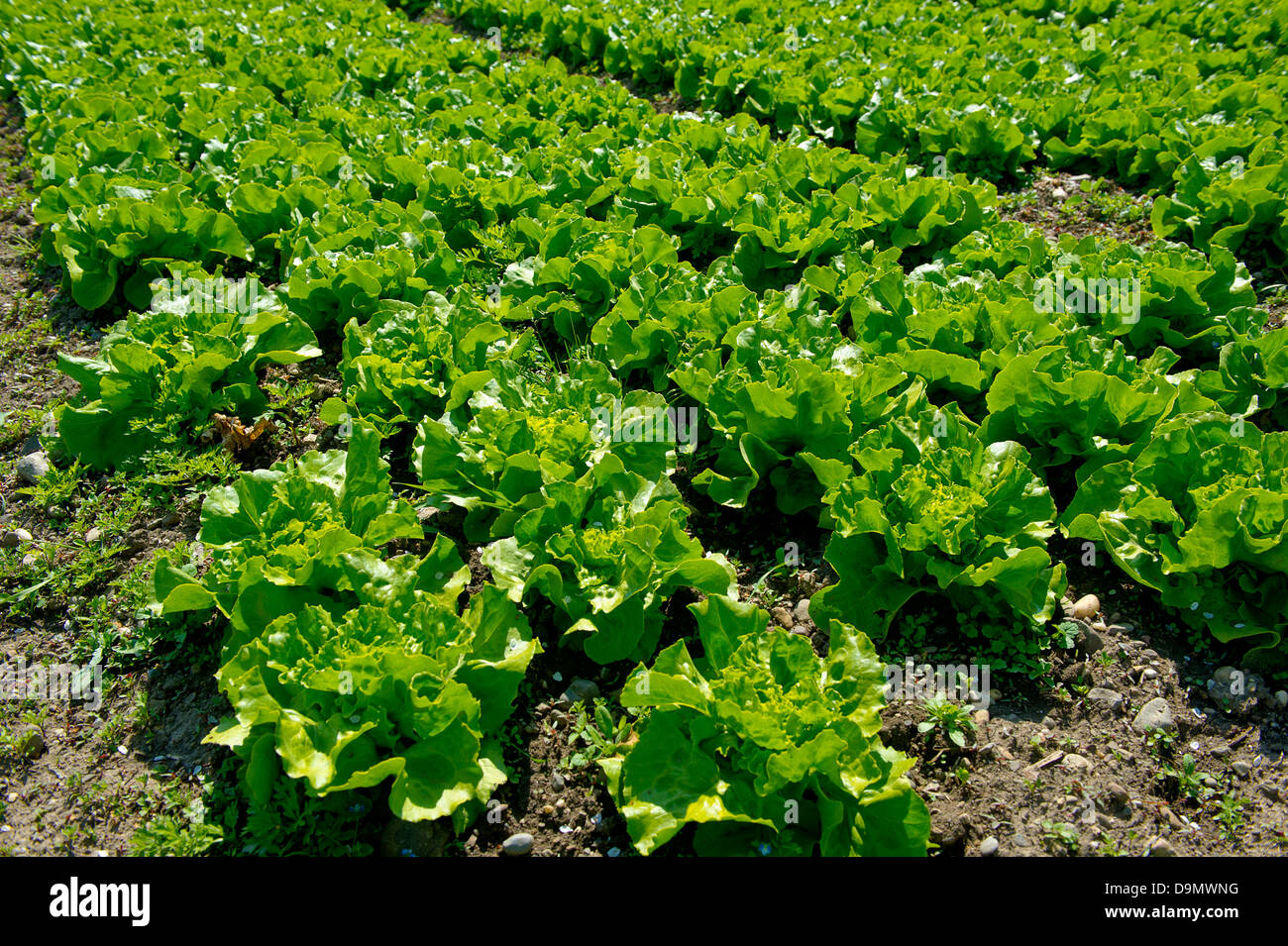 Lollo green hi-res stock photography and images - Alamy